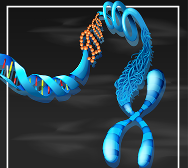 Avigenics ~ Australia's best service for bird DNA testing